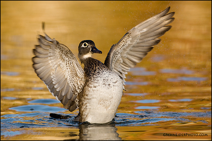 photo-wood-duck-hen-wing-flap-1029
