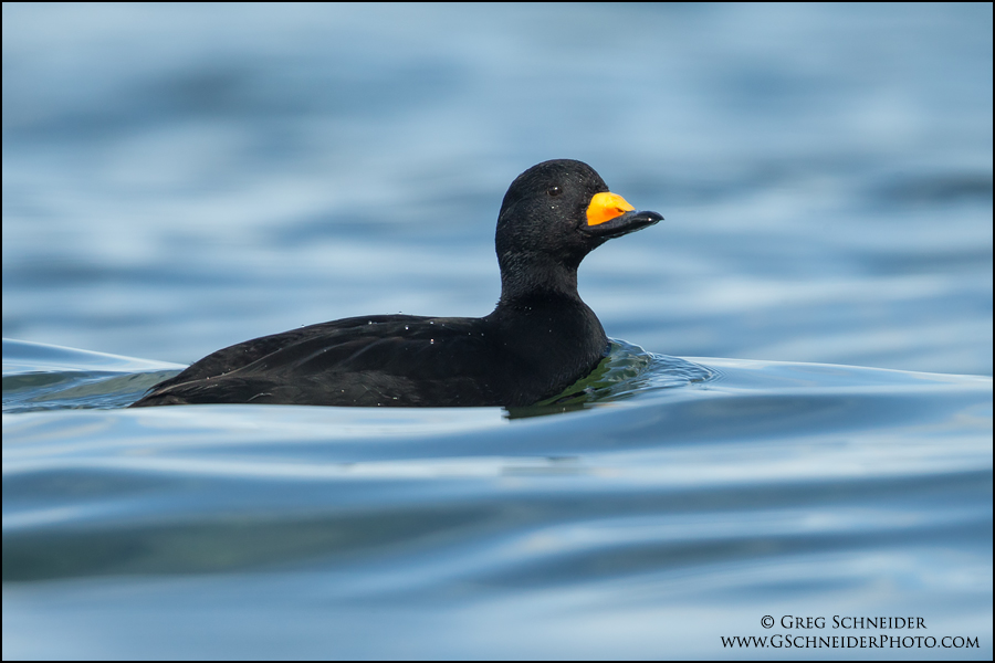 Black Scoter male