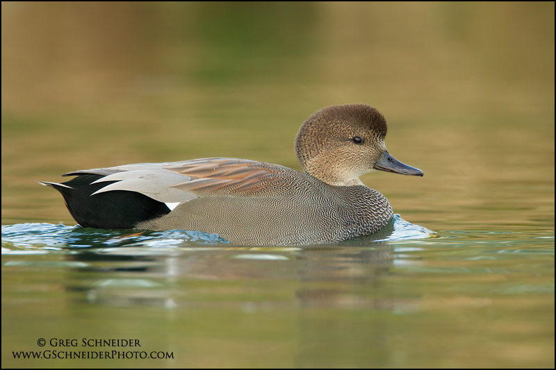 Photo :: Gadwall (drake)