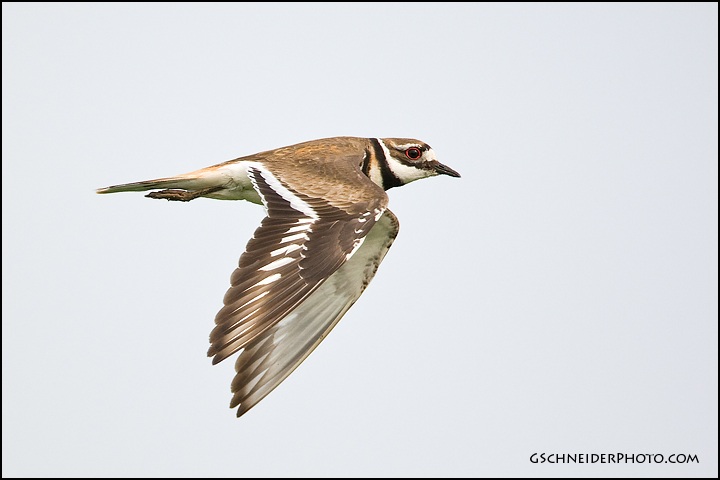 Photo :: Killdeer in flight