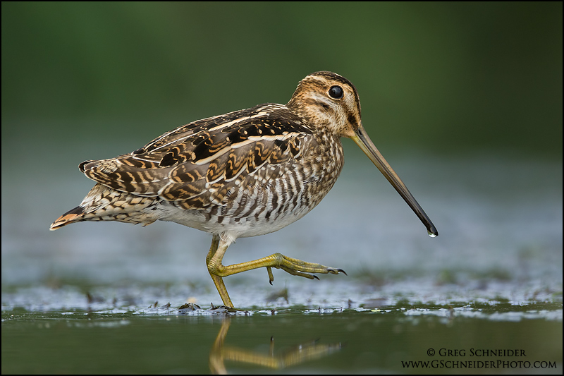 snipe - définition - What is