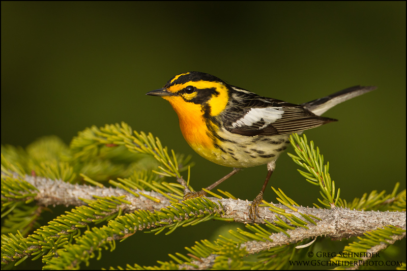 Photo :: Blackburnian Warbler male