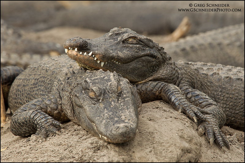 Photo :: Two American Alligators sleeping