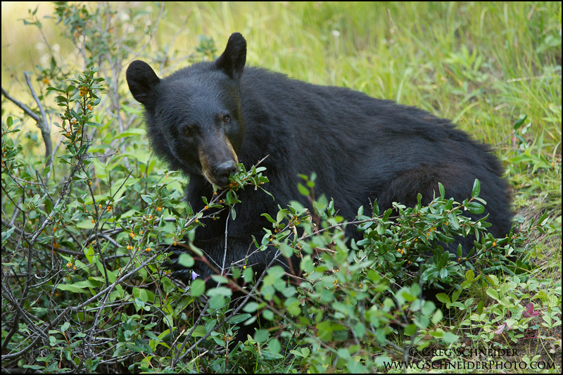 Photo :: Black Bear foraging on buffalo berries