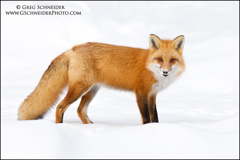 Photo :: Red Fox (male) in snow