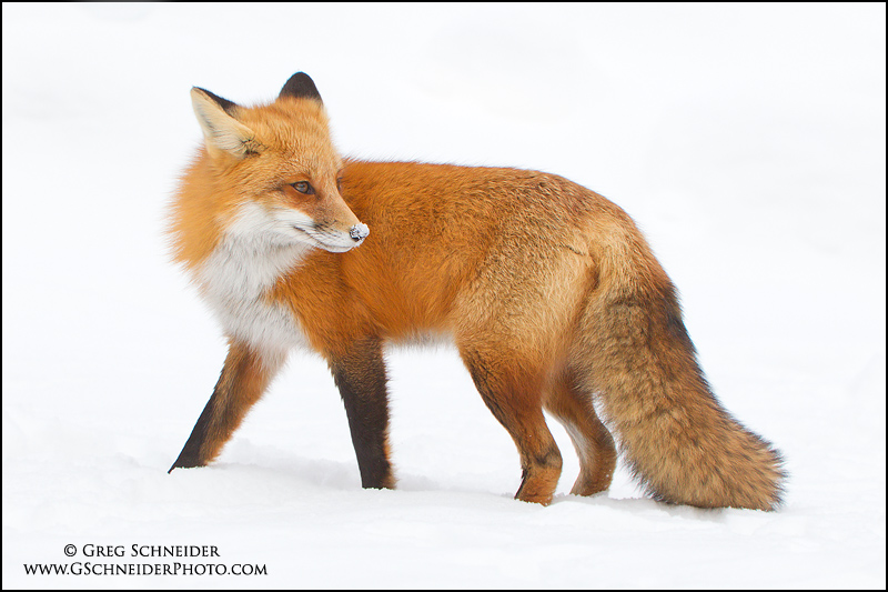Vixen Animal